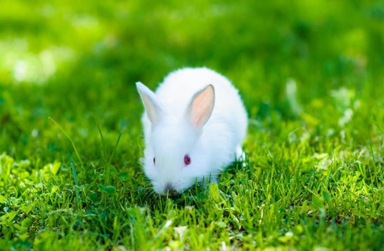What is Gastrointestinal Stasis in Rabbits? | Animal Emergency PLLC