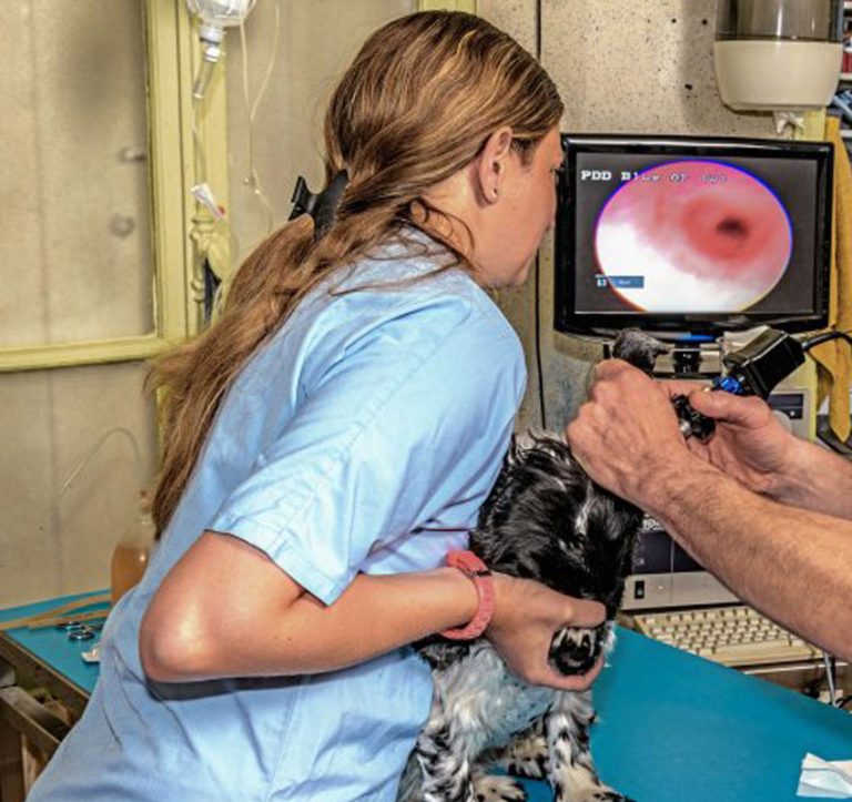 Raleigh Emergency Endoscopy | Animal Emergency PLLC